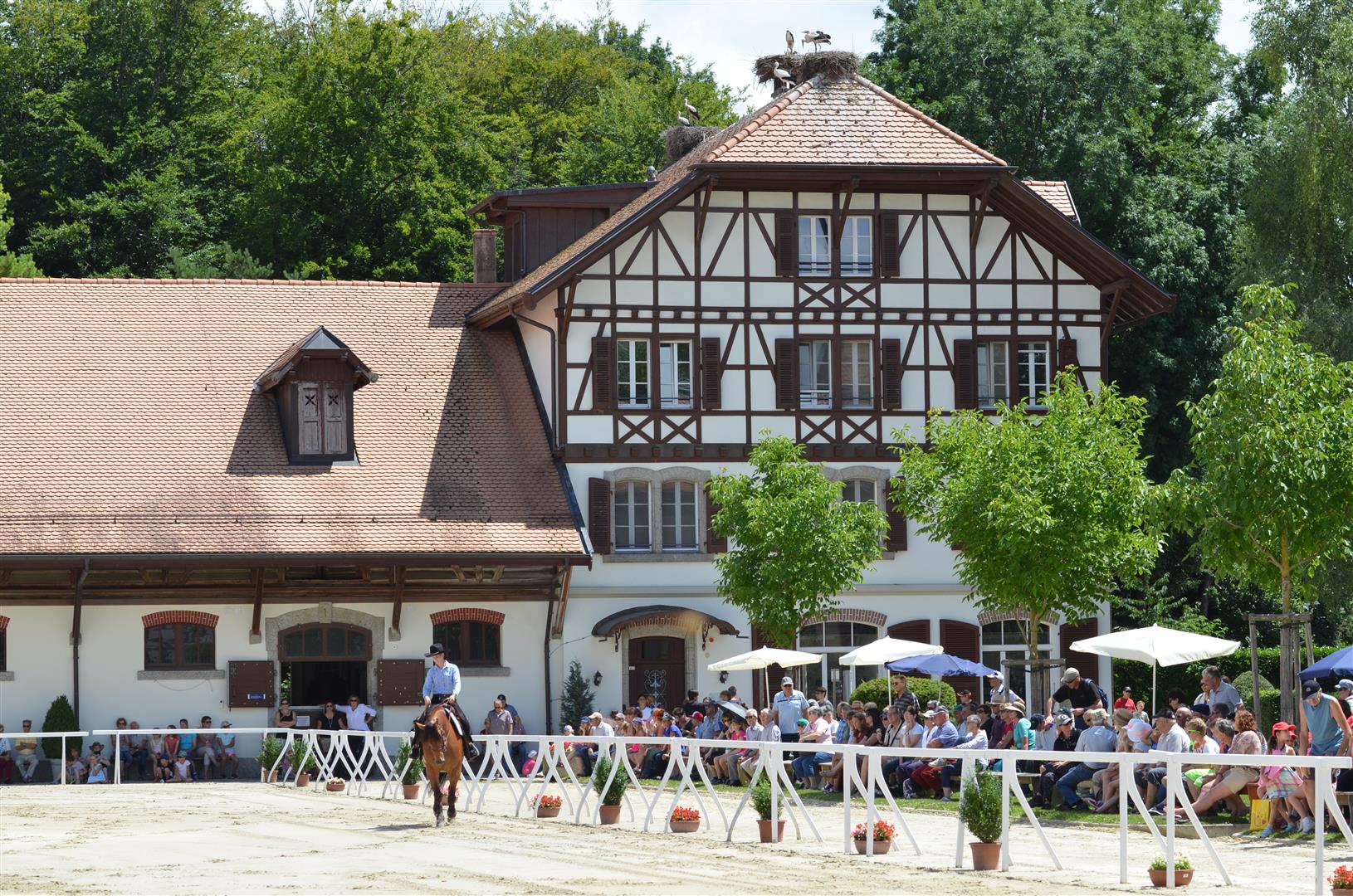 The Freiberger horse: 100% Swiss | House of Switzerland