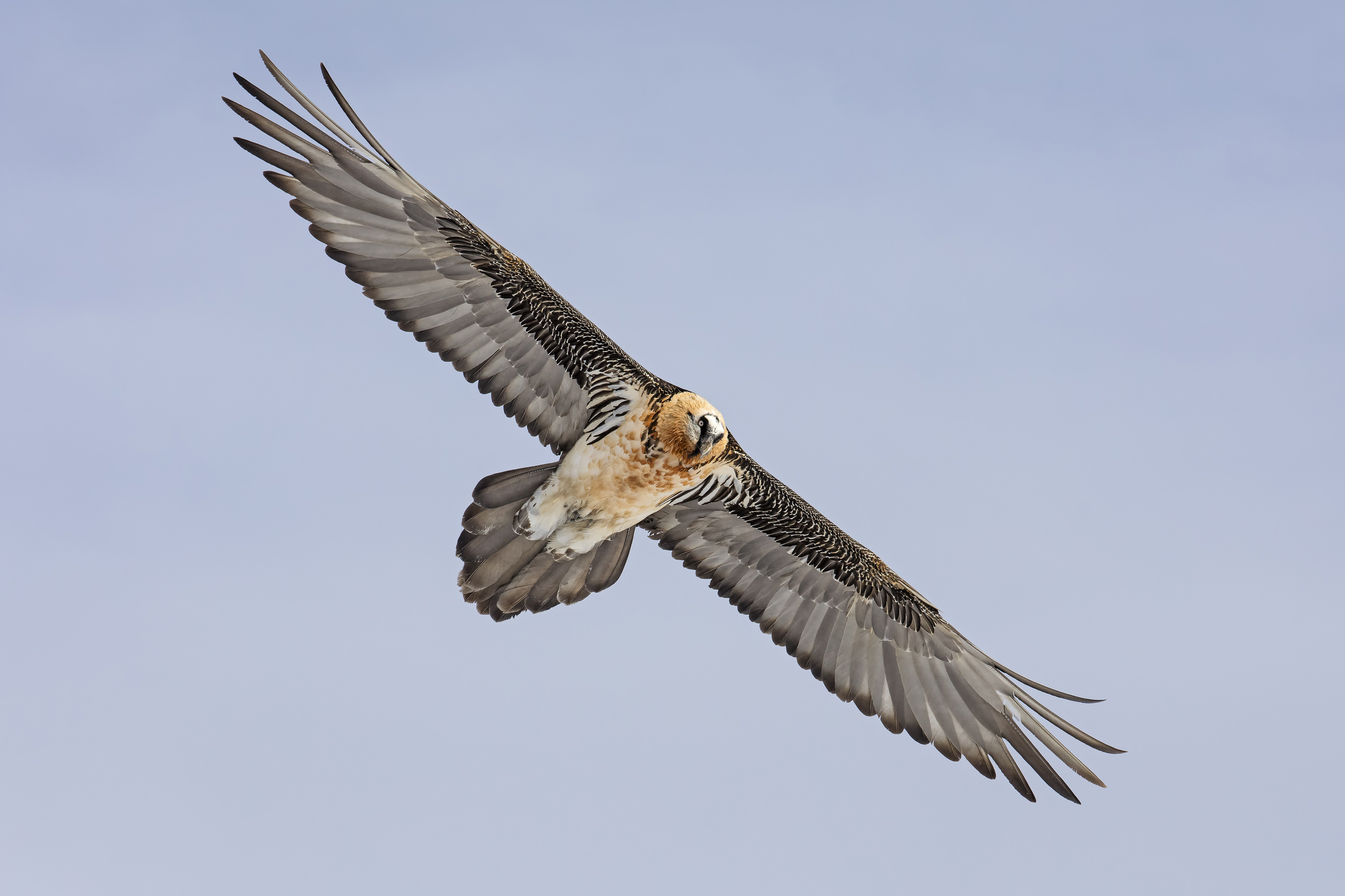 Typical fauna from the Swiss mountains | House of Switzerland