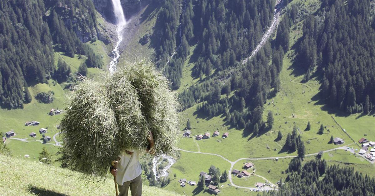 Wild hay making – a fascinating Swiss tradition | Swiss History